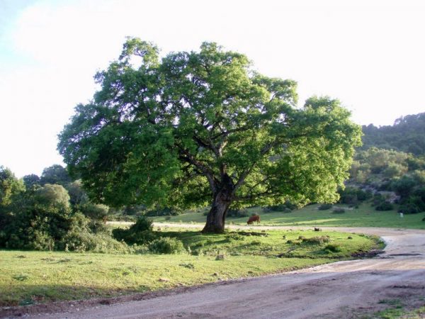 Alcornoque | Características, propiedades, hábitat, floración, fruto ...