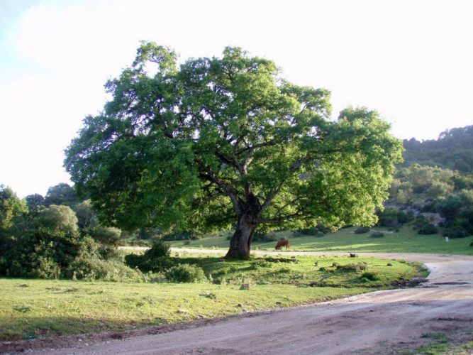 Alcornoque | Características, propiedades, hábitat, floración, fruto ...