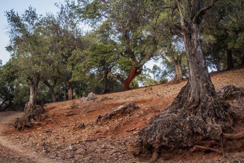 Alcornoque | Características, propiedades, hábitat, floración, fruto ...