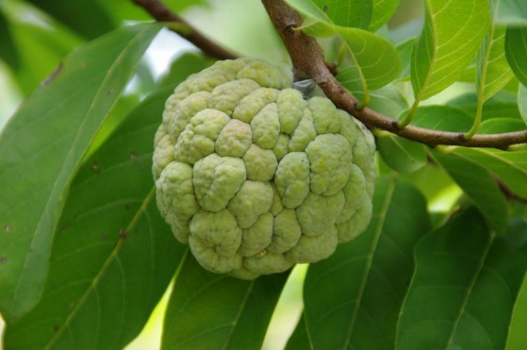 Chirimoya | Qué es, características, usos, propiedades | Fruta, árbol