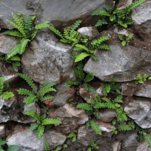 doradilla planta medicinal - Flores