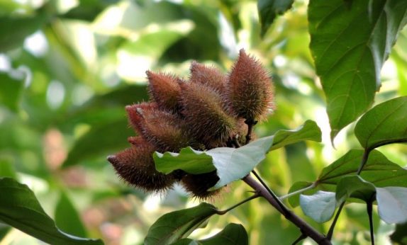 Achiote: Usos, características y beneficios del colorante natural