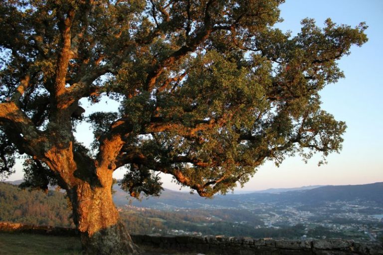 Alcornoque | Características, propiedades, hábitat, floración, fruto ...