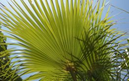 Palmito: Origen, cultivo sostenible y usos gastronómicos clave