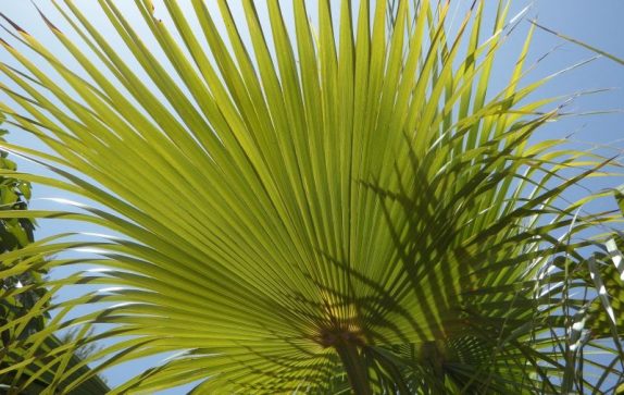 Palmito | Planta y sus características, cómo se obtiene | Árbol