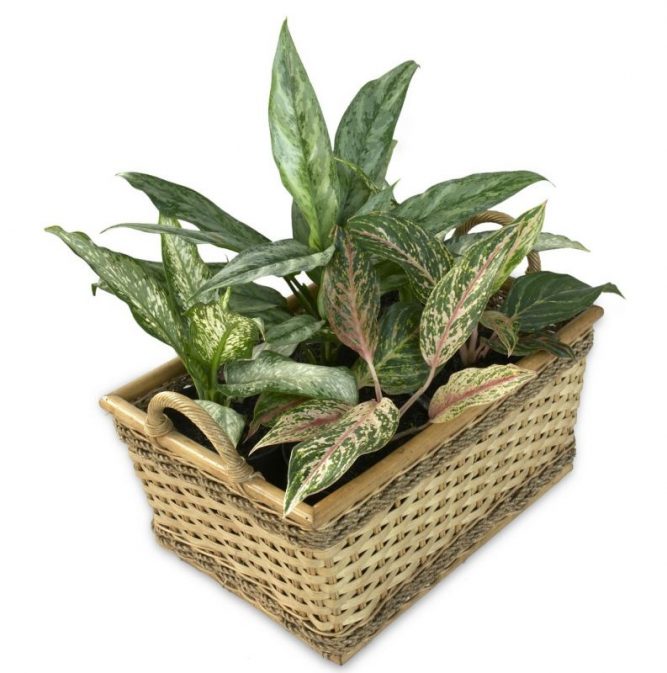 Aglaonema | Características, cultivo, reproducción, cuidados
