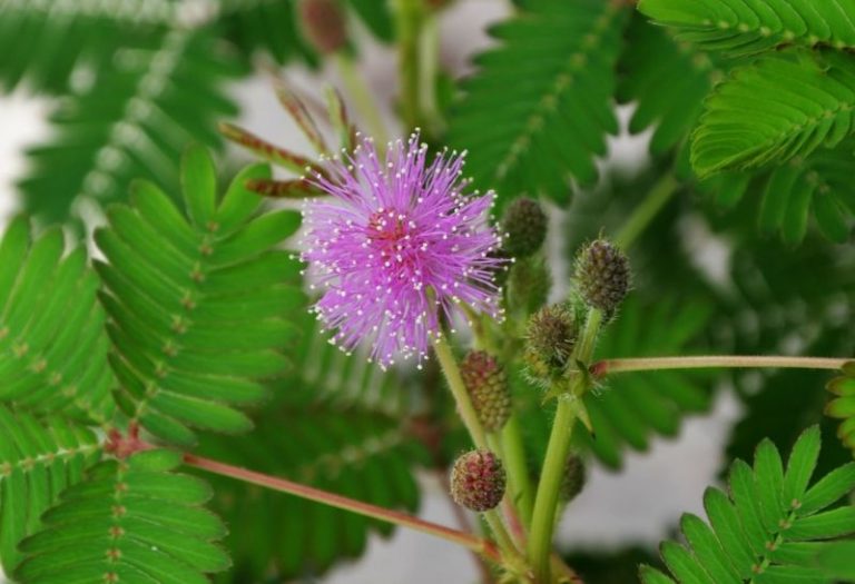 Mimosa planta sensitiva características cultivo y cuidados esenciales