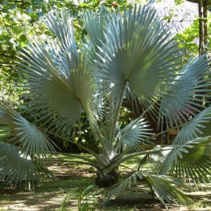 La pomarrosa | Características, hábitat, propiedades | Árbol