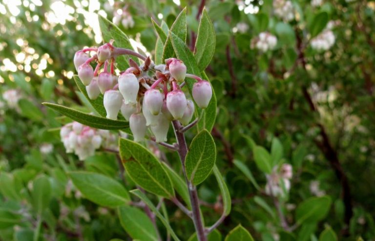 Pingüica | Qué es, características, planta medicinal, propiedades curativas