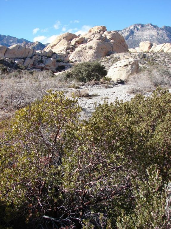 Pingüica | Qué es, características, planta medicinal, propiedades curativas