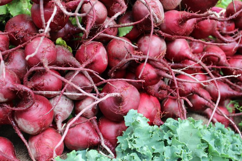 Remolacha | Características, cultivo, siembra, beneficios, propiedades
