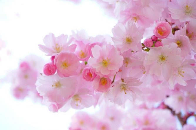 Cerezo árbol: características, usos, cultivo y beneficios del fruto
