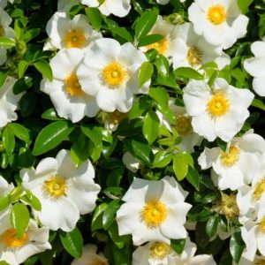 Azucena | Características, cultivo, beneficios y propiedades medicinales