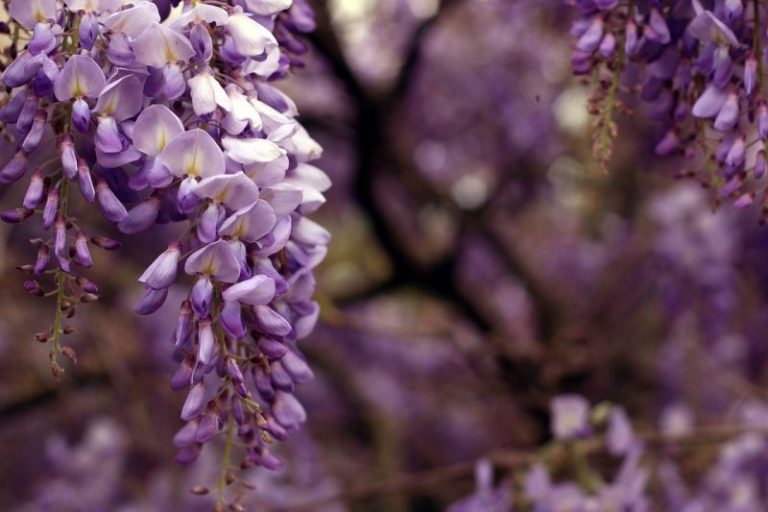Glicina: Cuidados, cultivo y reproducción de esta trepadora venenosa
