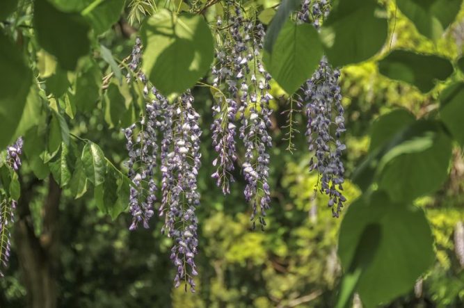 Glicina: Cuidados, cultivo y reproducción de esta trepadora venenosa