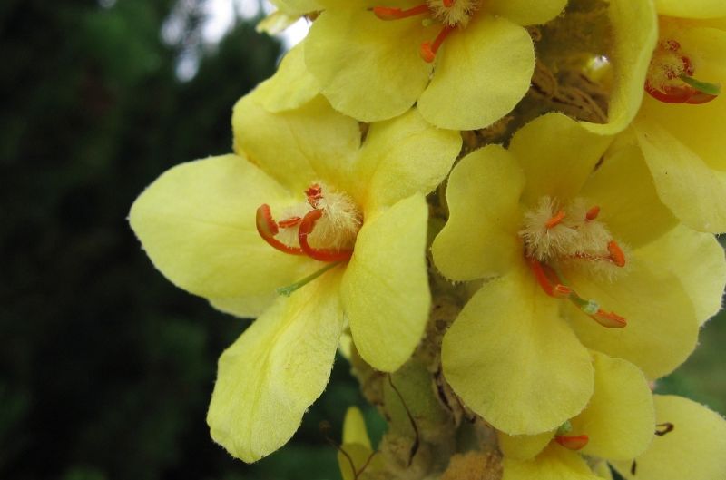 Gordolobo | Características, beneficios, propiedades | Planta medicinal