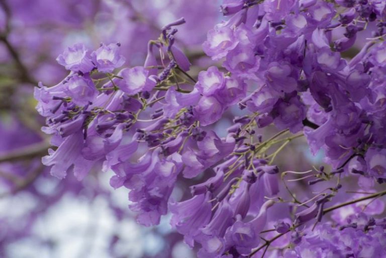 Jacaranda: características, cuidados y usos del árbol ornamental