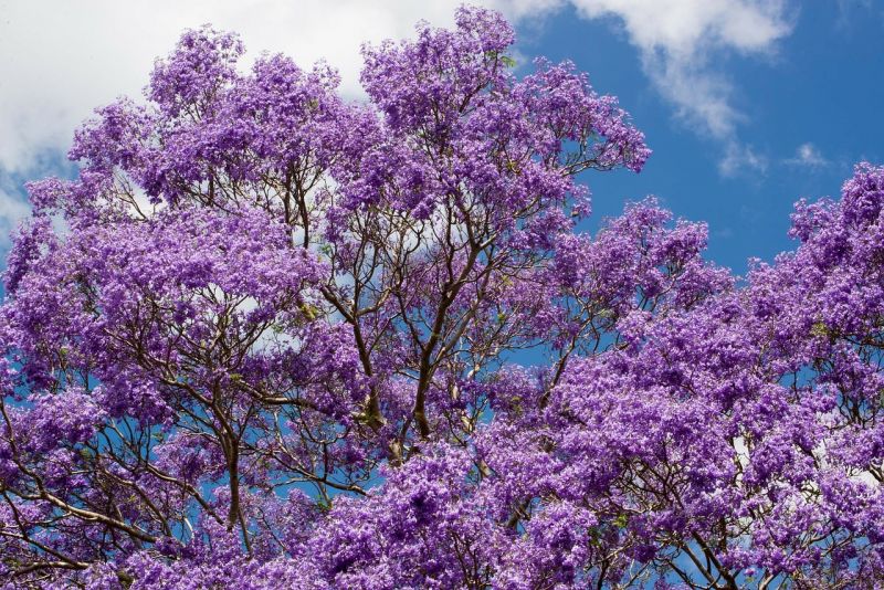 Jacaranda | Mimosifolia | Características, cuidados, usos | Planta, árbol