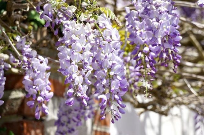 Glicina: Cuidados, cultivo y reproducción de esta trepadora venenosa