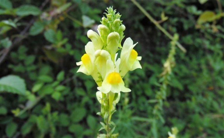 Linaria planta medicinal y ornamental: propiedades y cultivo