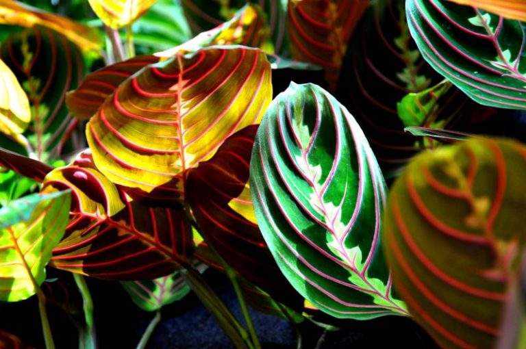 Maranta planta de la oración cuidados, tipos y cultivo fácil