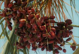 Palmera datilera características cultivo y beneficios del dátil