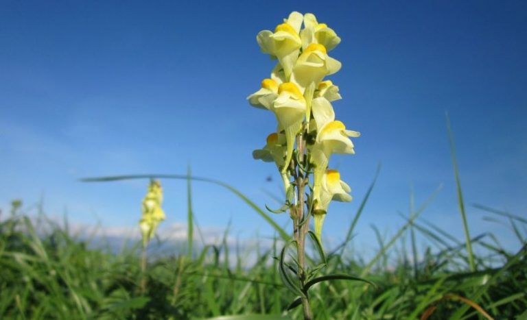 Linaria planta medicinal y ornamental: propiedades y cultivo