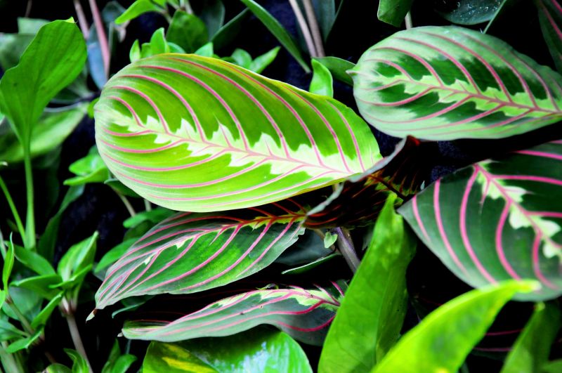 Maranta | Qué es, cuidados, cultivo, siembra, tipos, riego | Planta