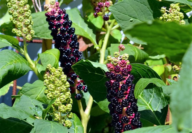 Ombú | Características, cuidados, información | Planta, árbol