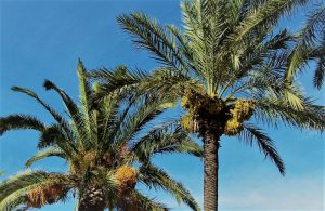 Palmera datilera características cultivo y beneficios del dátil