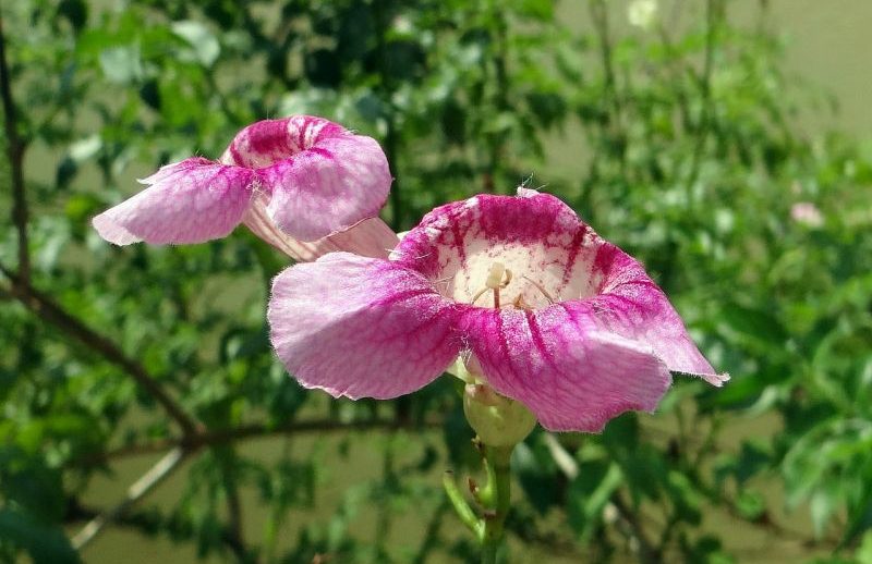 Pandorea | Características, reproducción, cuidados, información | Planta