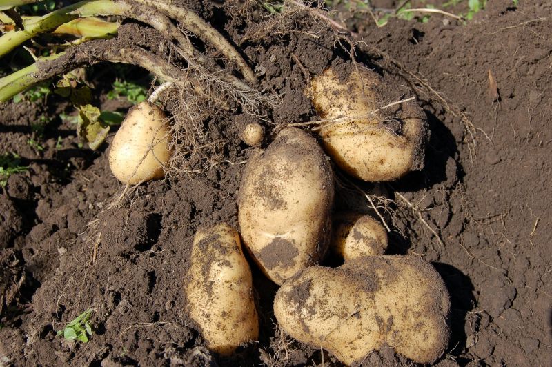 Patata | Características, propiedades, cultivo, tipos | Hortaliza