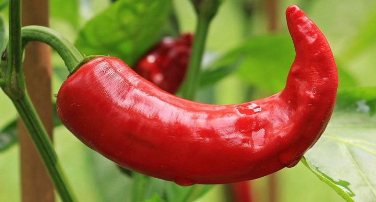 Pimiento: Características, cultivo, variedades y beneficios nutricionales
