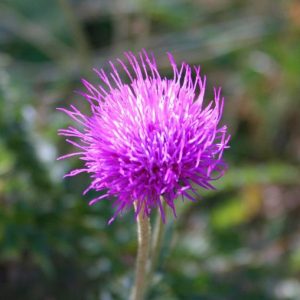 Cardo santo | Características, cultivo, usos, propiedades | Planta ...