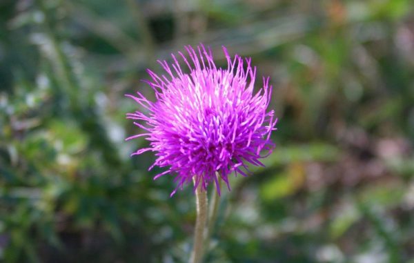 Cardo santo | Características, cultivo, usos, propiedades | Planta ...