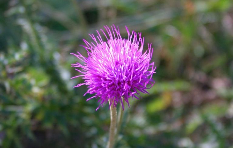Cardo santo | Características, cultivo, usos, propiedades | Planta ...