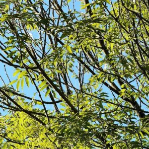 El fresno americano - Flores