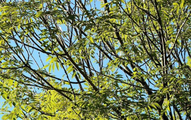 Fresno | Características, cultivo, cuidados, propiedades medicinales ...
