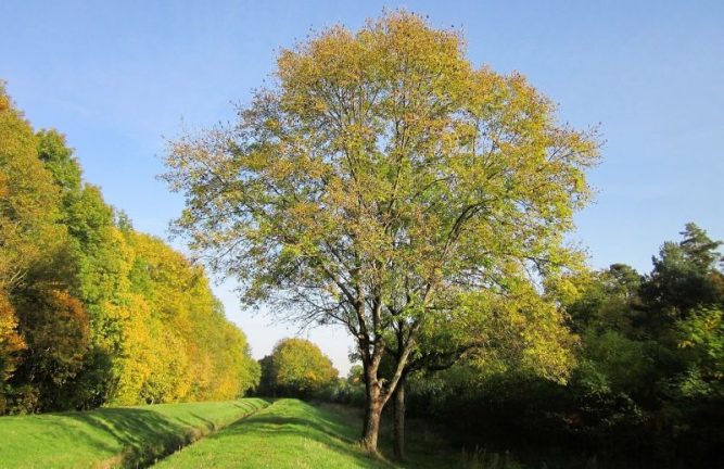 Betula pendula, abedul plateado: características y usos