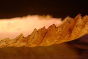 Olmo Ulmus: características, hábitat, usos y conservación actual