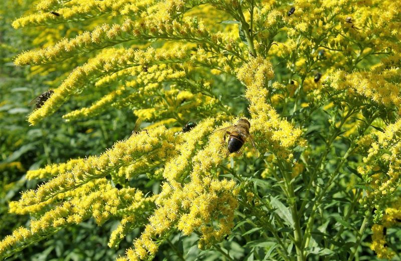 Planta De Oro Comprado - prestamos abanca