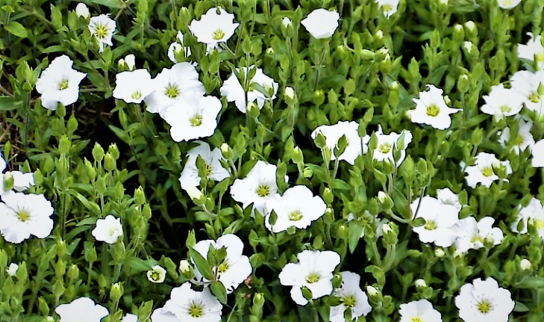 Arenaria | Características, propiedades, consumo, complemento médico