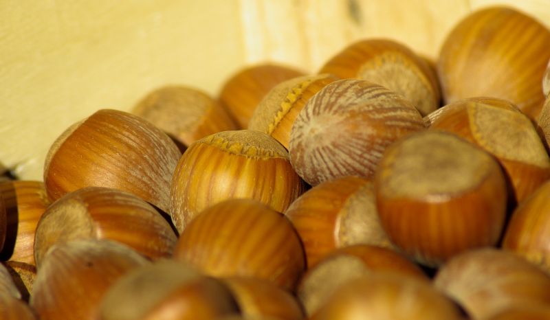 Avellano Características Cultivo y Beneficios Nutricionales