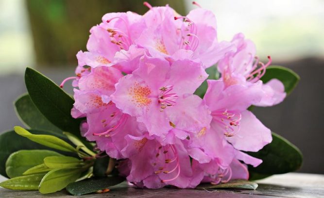 Clavel: cuidados, características y significado de esta flor emblemática