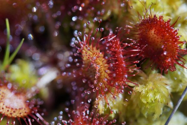 Drosera | Características, comportamiento | Planta carnivora y medicinal