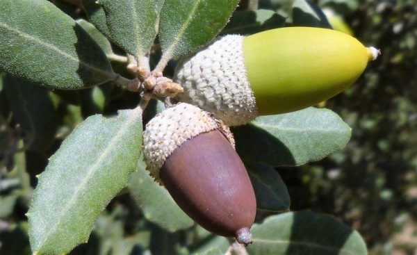 Encina | Características, hábitat, fruto, usos, reproducción, madera ...