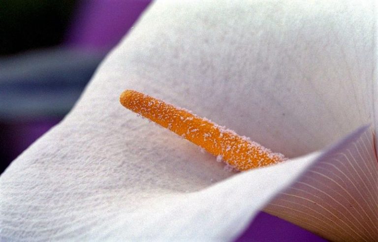 Pedúnculo | Qué es, definición, información, función, tipología