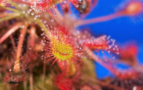 Drosera | Características, comportamiento | Planta carnivora y medicinal