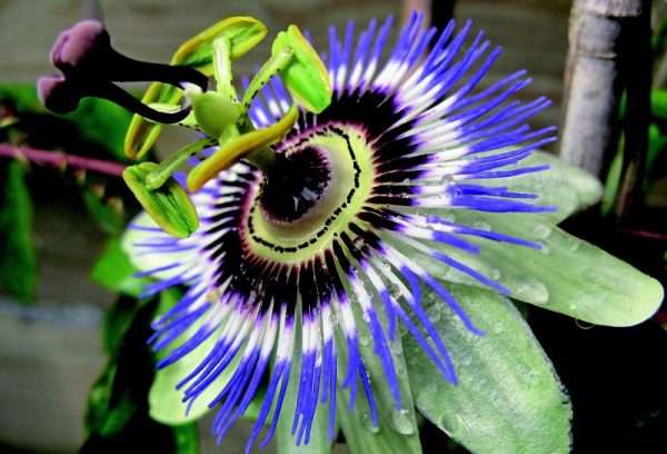 Pasiflora | Características, beneficios y propiedades medicinales | Planta