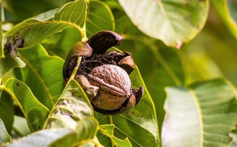 Nuez | Características, tipos, cultivo, beneficios, propiedades | Fruto ...